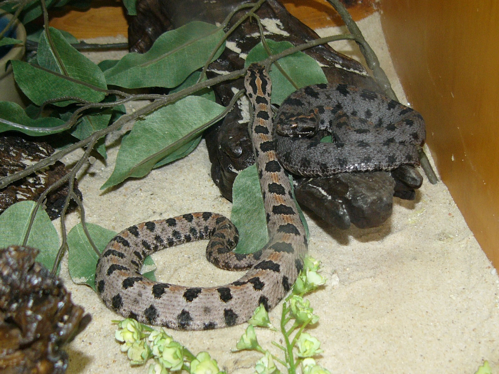 Trabajar en el zoo: Cuidados de la cascabel pigmea