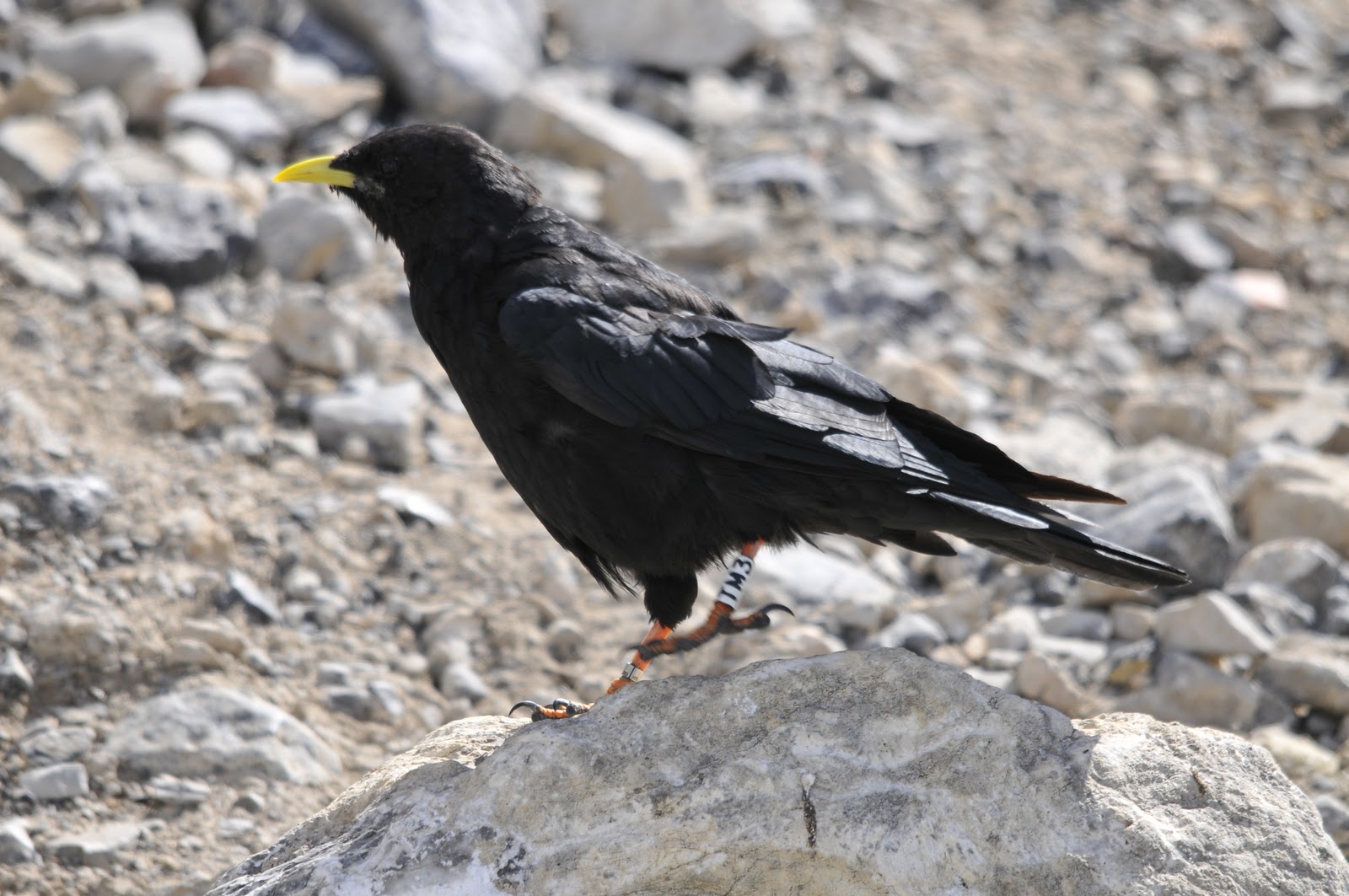 EL NIDO DEL XUAN: CHOVA PIQUIGUALDA Y PIQUIRROJA