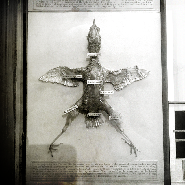 Pixie Hill: Butterflies, Specimens and Inspiration