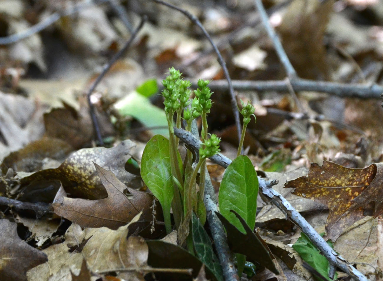 Woods Walks and Wildlife: May 2013