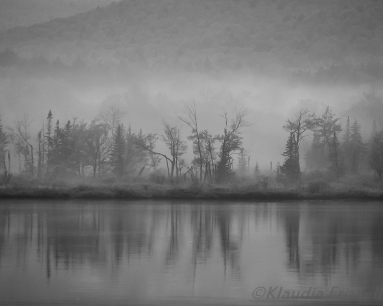 Klaudia Frizzell Photography: Foggy Swamp