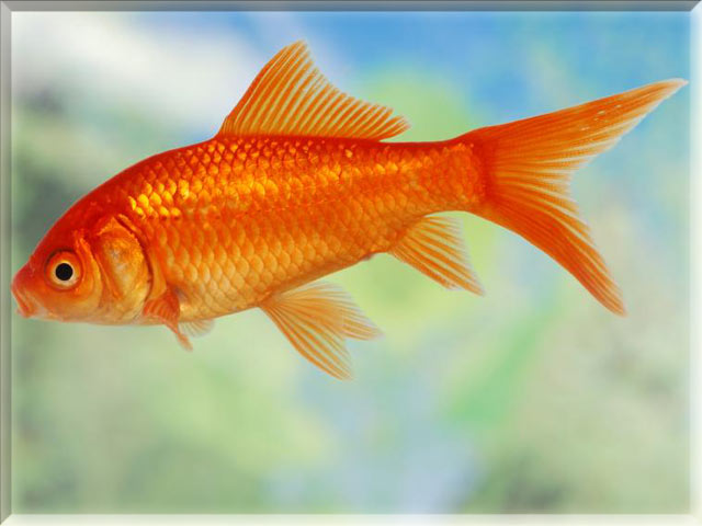 Freshwater Fish List Beginning With G | Animals Name A To Z