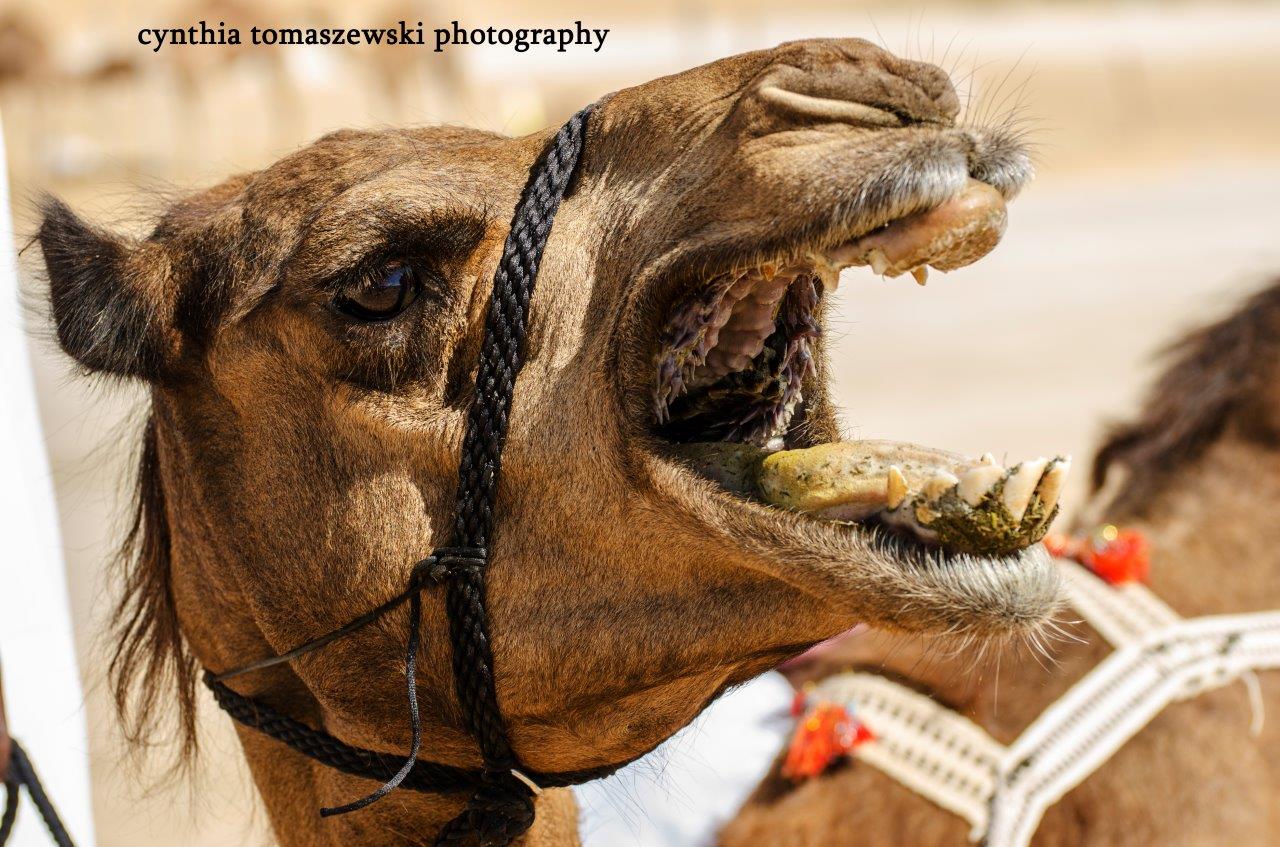 cynthia tomaszewski photography: Camel Beauty