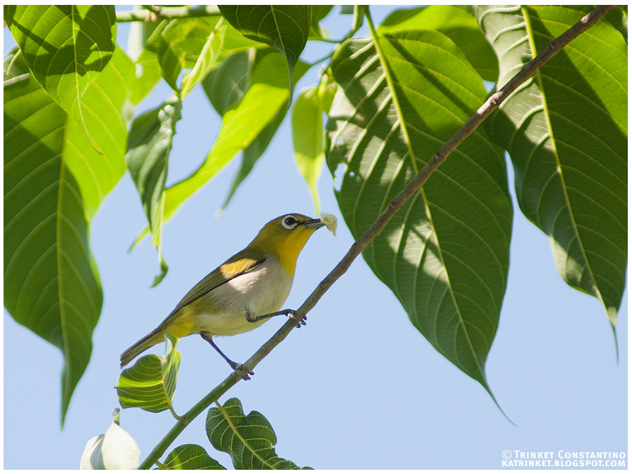 breathing space: Alukon, white-eyes and dinengdeng