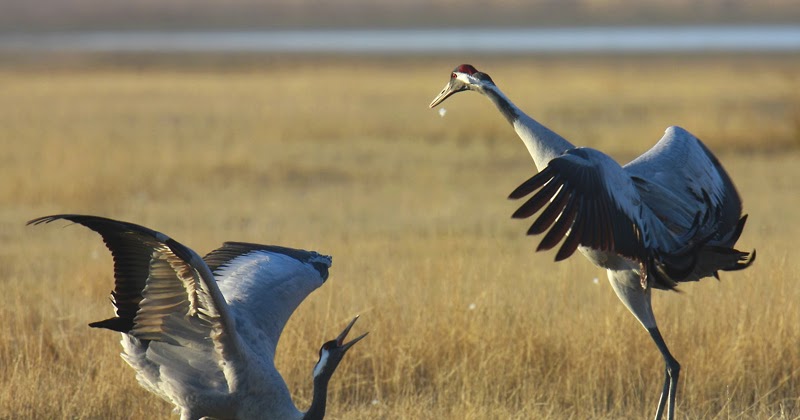 El Alfoz: CORTEJO O ACOSO. Cicatriz, de Sara Mesa