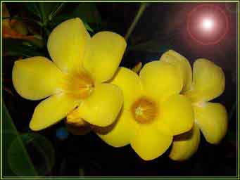 KHASIAT ALAM: KHASIAT DAUN ALAMANDA