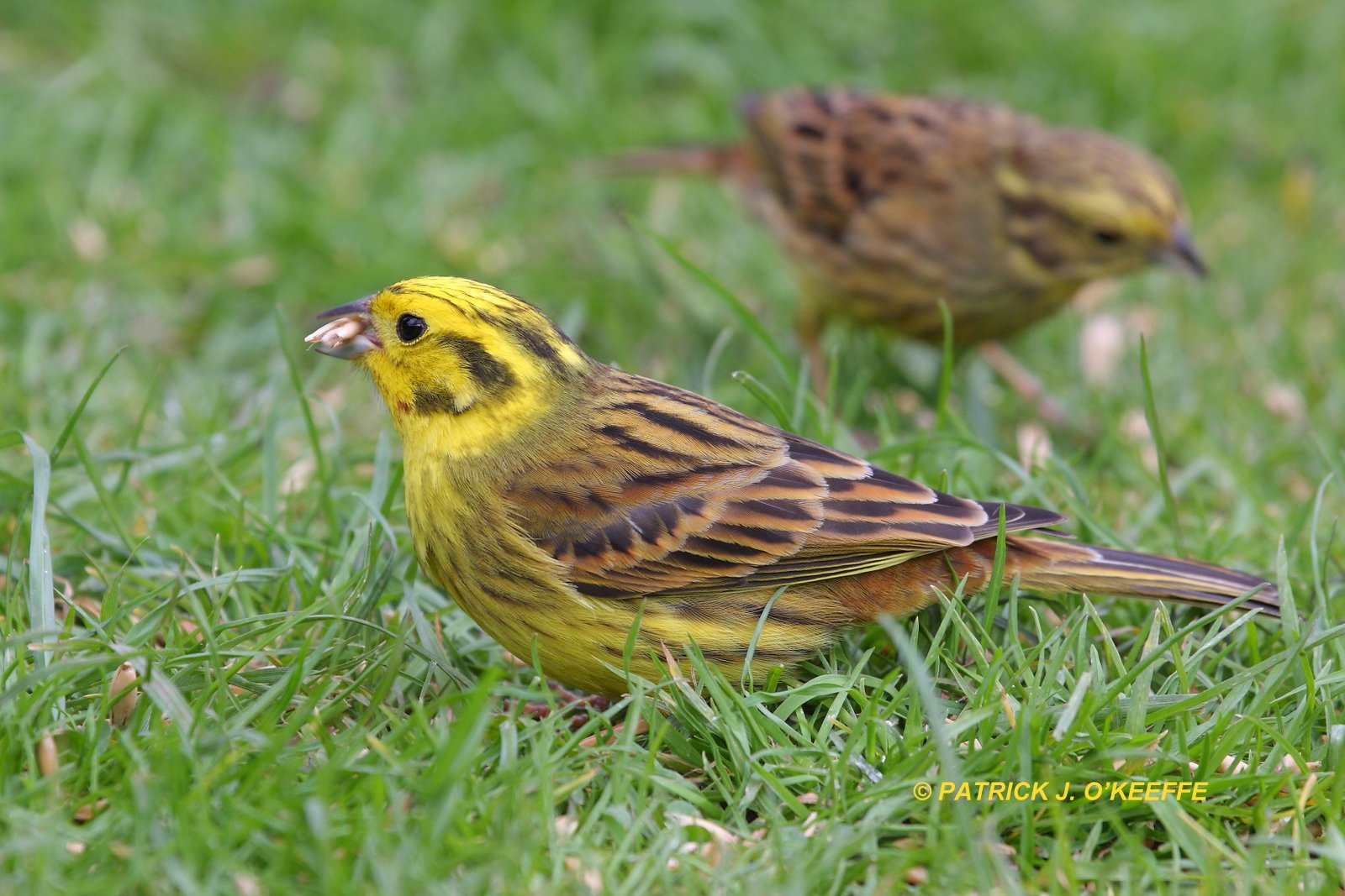 Raw Birds: March 2013