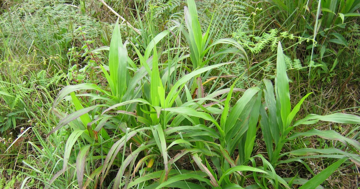 PASTOS Y FORRAJES: IMPERIAL