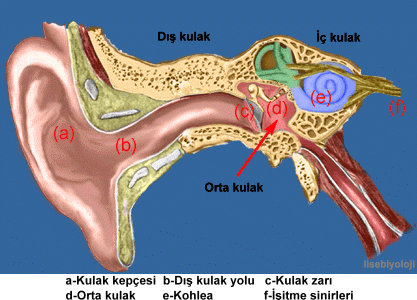 DUYU ORGANLARI: KULAK