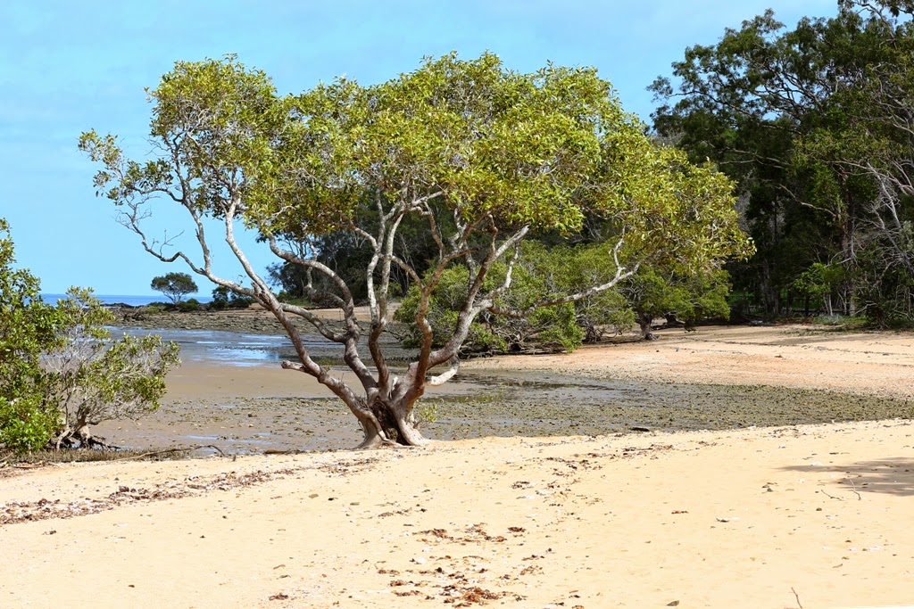 National Park Odyssey: Point Vernon, QLD.