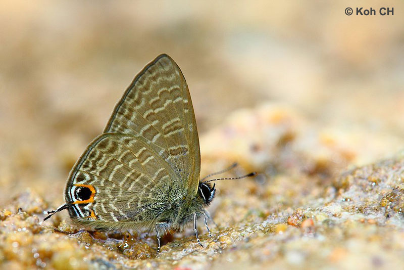 Butterflies of Singapore: Butterfly of the Month - February 2012