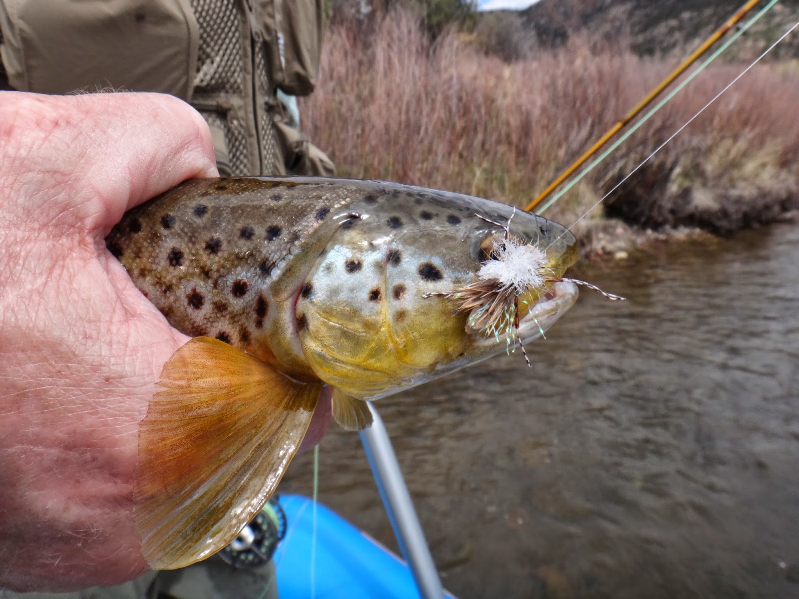 Fish Spotter: Big Bug