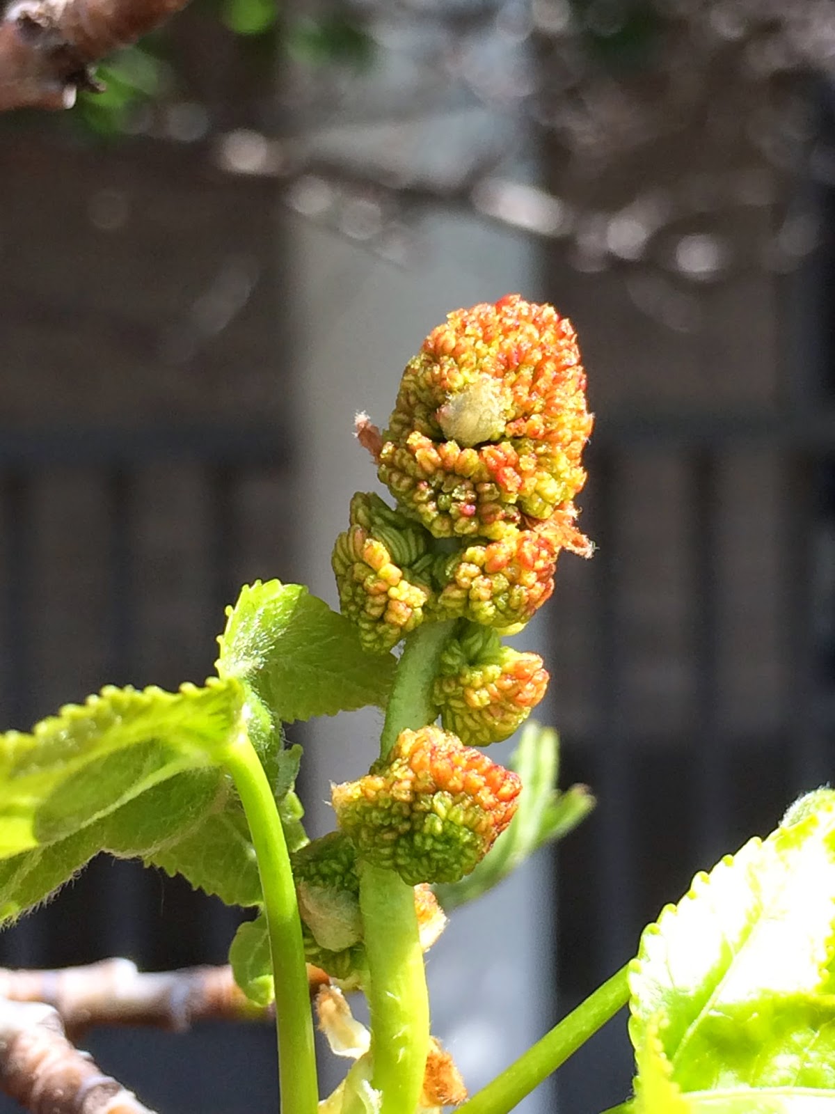 Trees of Santa Cruz County: Liquidambar styraciflua - American Sweetgum