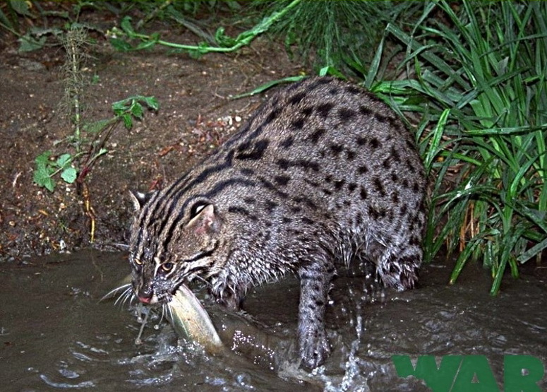 Kucing Bakau, Spesies Kucing yang Terancam Punah | Info Alam Liar