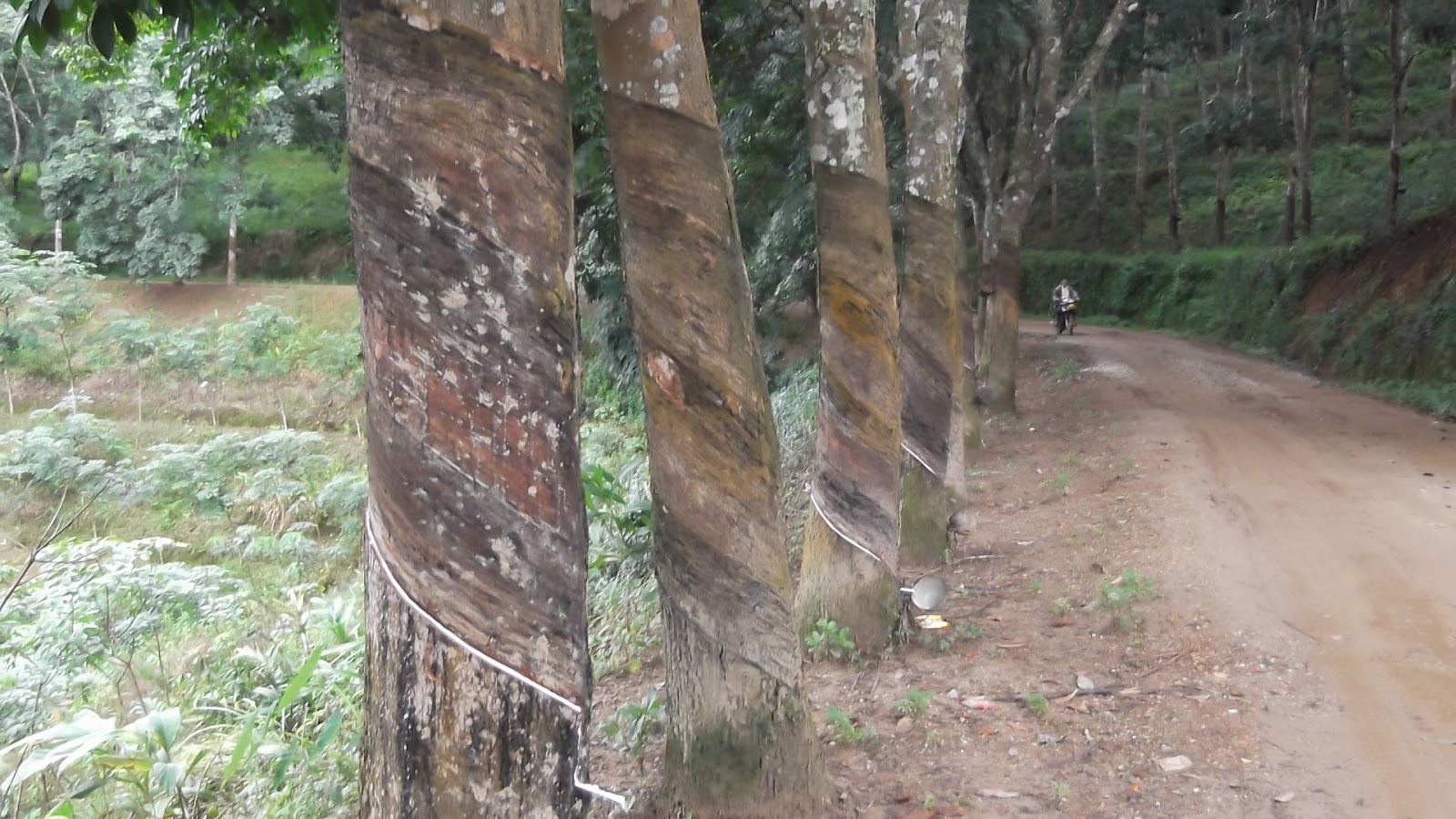 Let's Love The Wa People: August trip to the Wa State of Burma