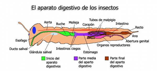 InSeCtOs: NUTRICIÓN EN INSECTOS
