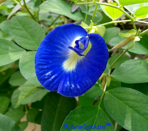 Jangan Lewatkan! Gambar Tanaman Bunga Telang yang Wajib Disimak ...
