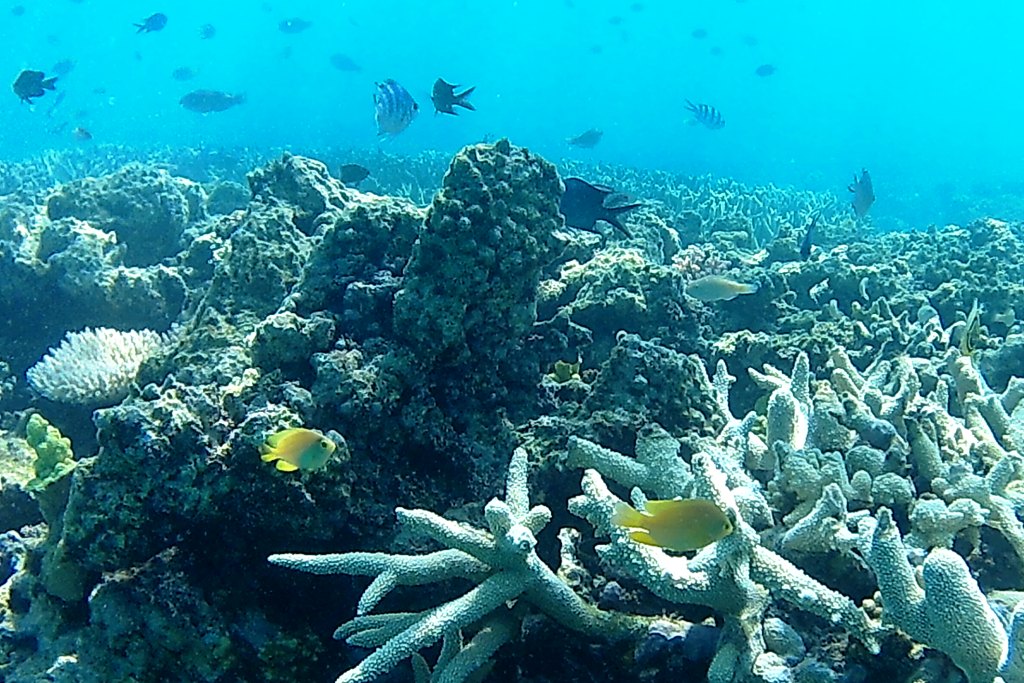 Dreamtime Sail: Fitzroy Reef - Another underwater wonderland.