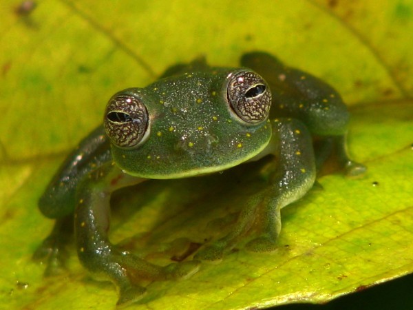LA NATURALEZA EN CASA: rana de hoja saltadora (Agalychnis saltator)