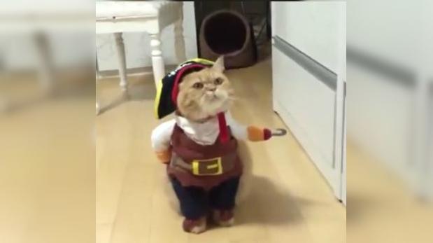 Adorable: Video de "gato pirata" ha logrado millones de visitas en sólo ...