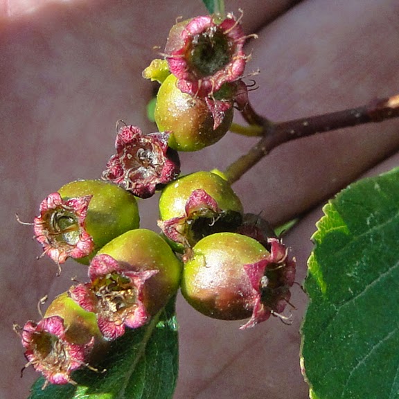 Slatsz' plant photo-biography: Crataegus douglasii, black hawthorn ...