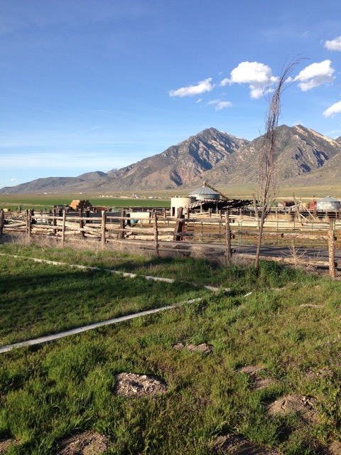 The Pioneer/Honeymoon Trail: The Lavender Fields of Mona - (Day 6)