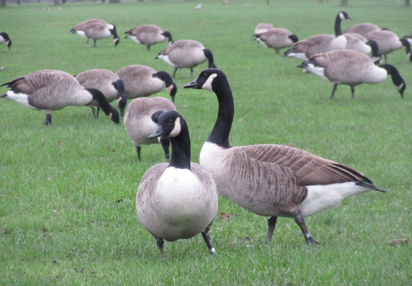 Bug Mad Girl: Seven swans a swimming, six geese a laying...