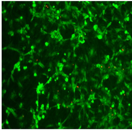 Neuromics: Human Primary Cells Trifecta