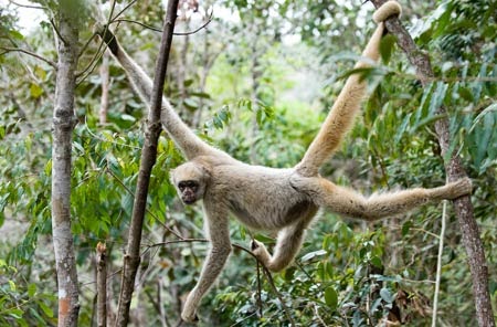 Salva Mata: O MAIOR PRIMATA DAS AMERICAS