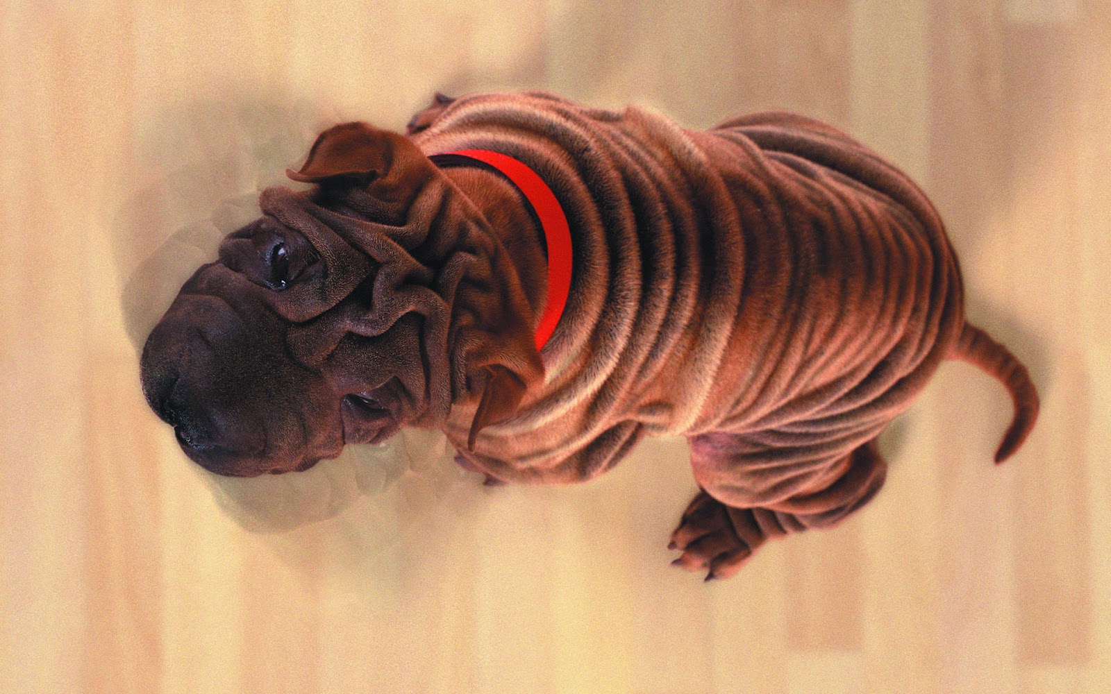 Best Wallpaper: Funny Cats & Dogs Wallpapers