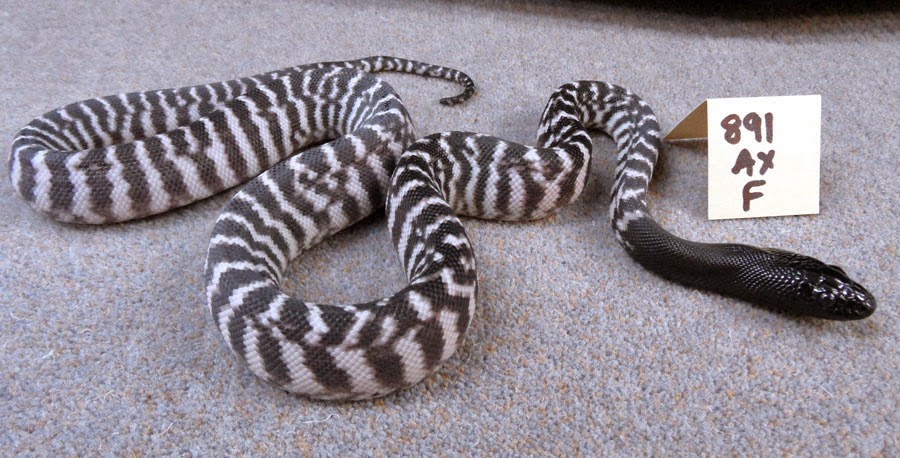 neils pythons: Axanthic Black Headed pythons now for sale - Priced from ...