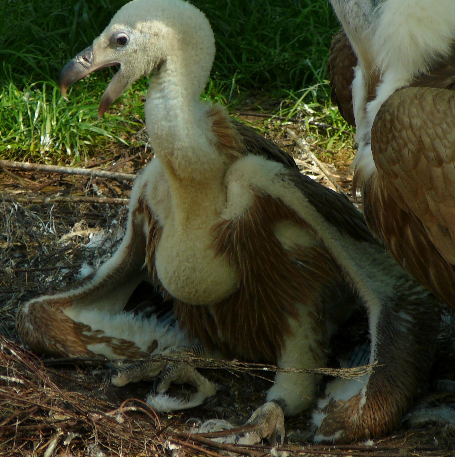 Fascinated by Vultures: 53 days old Eurasian Griffon Vulture chick