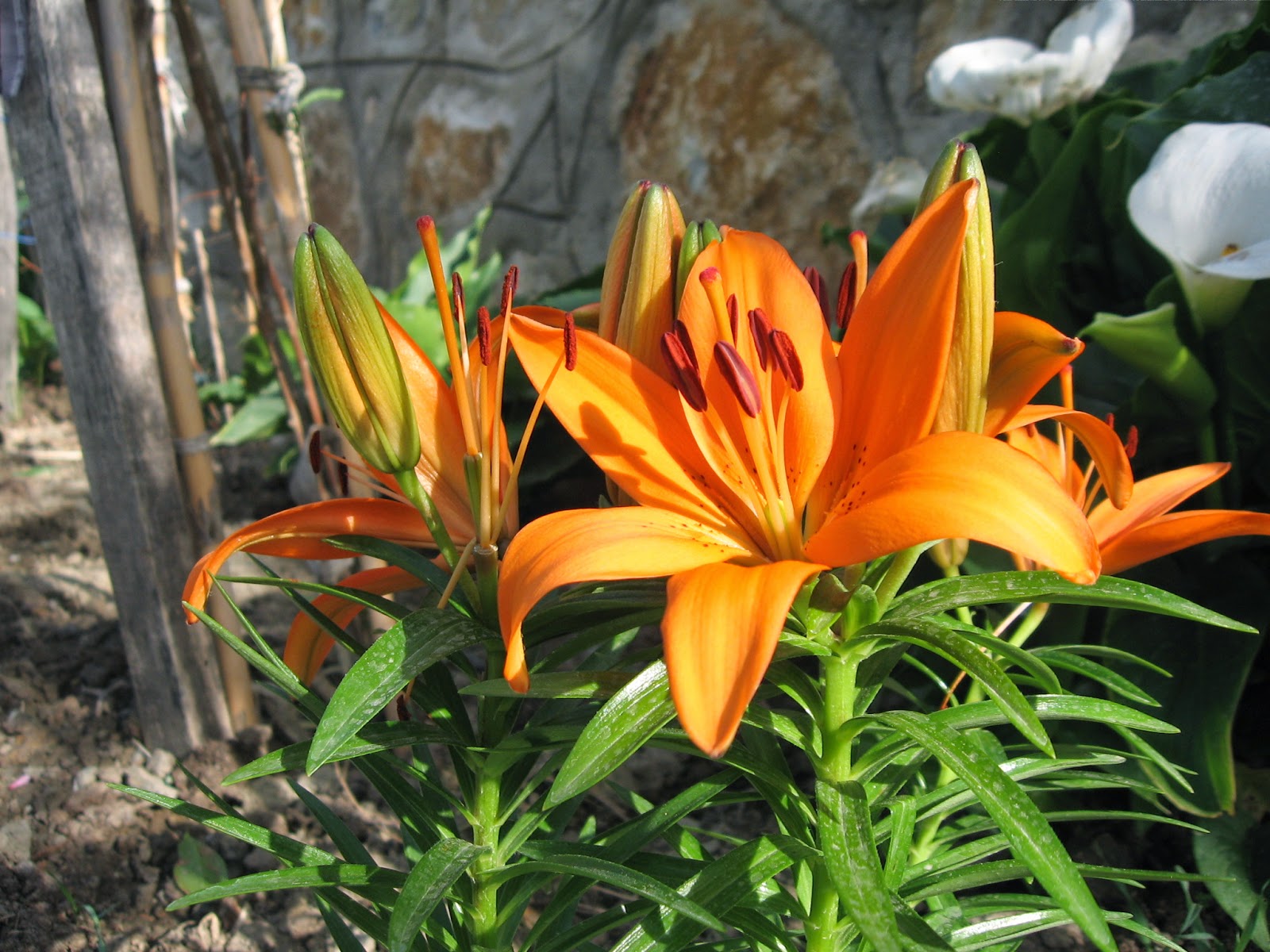 Cittaslow Botanik Park: ZAMBAK ( Lilyum )