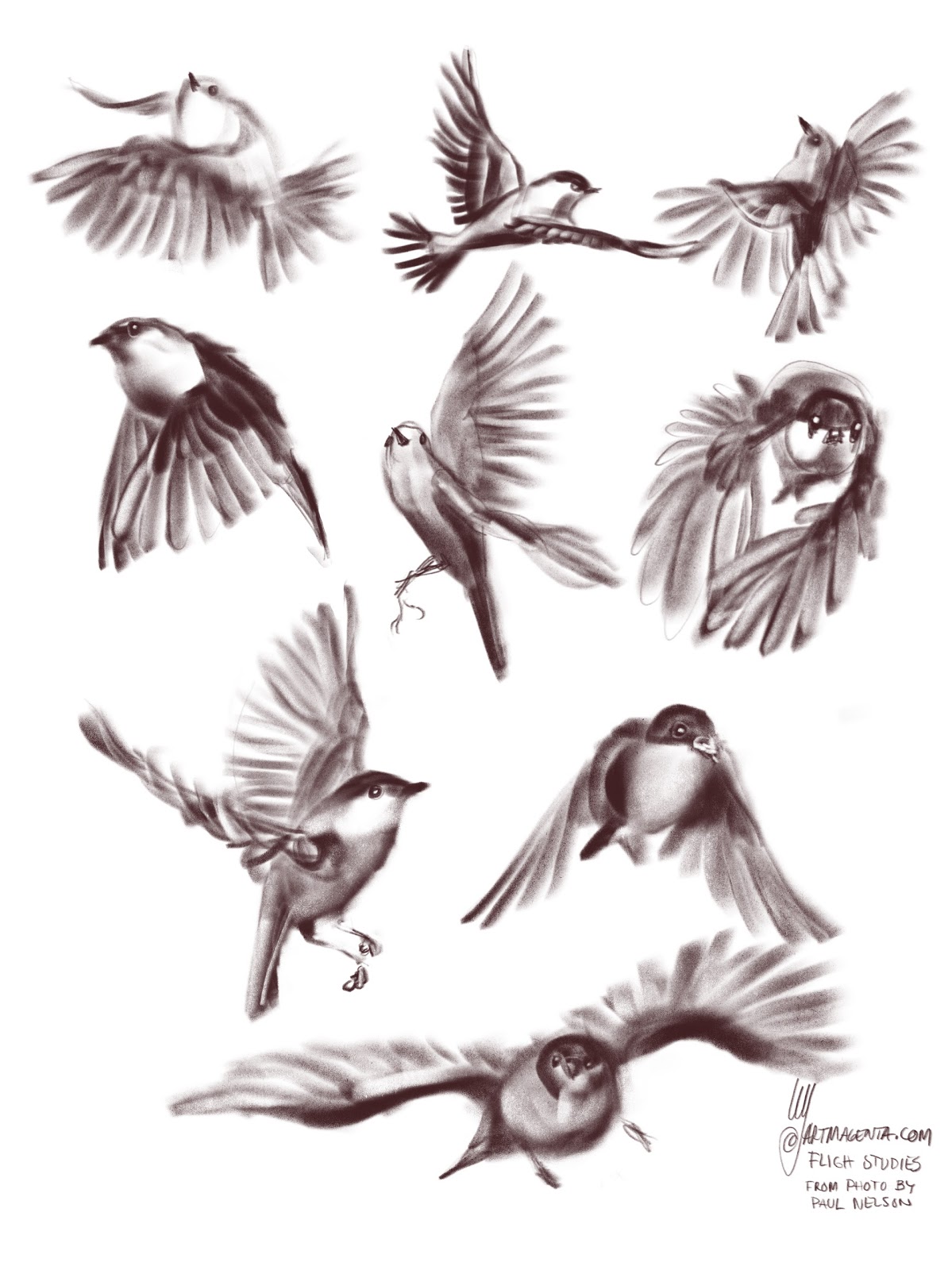 Gesture Drawings: Flight studies [birds]