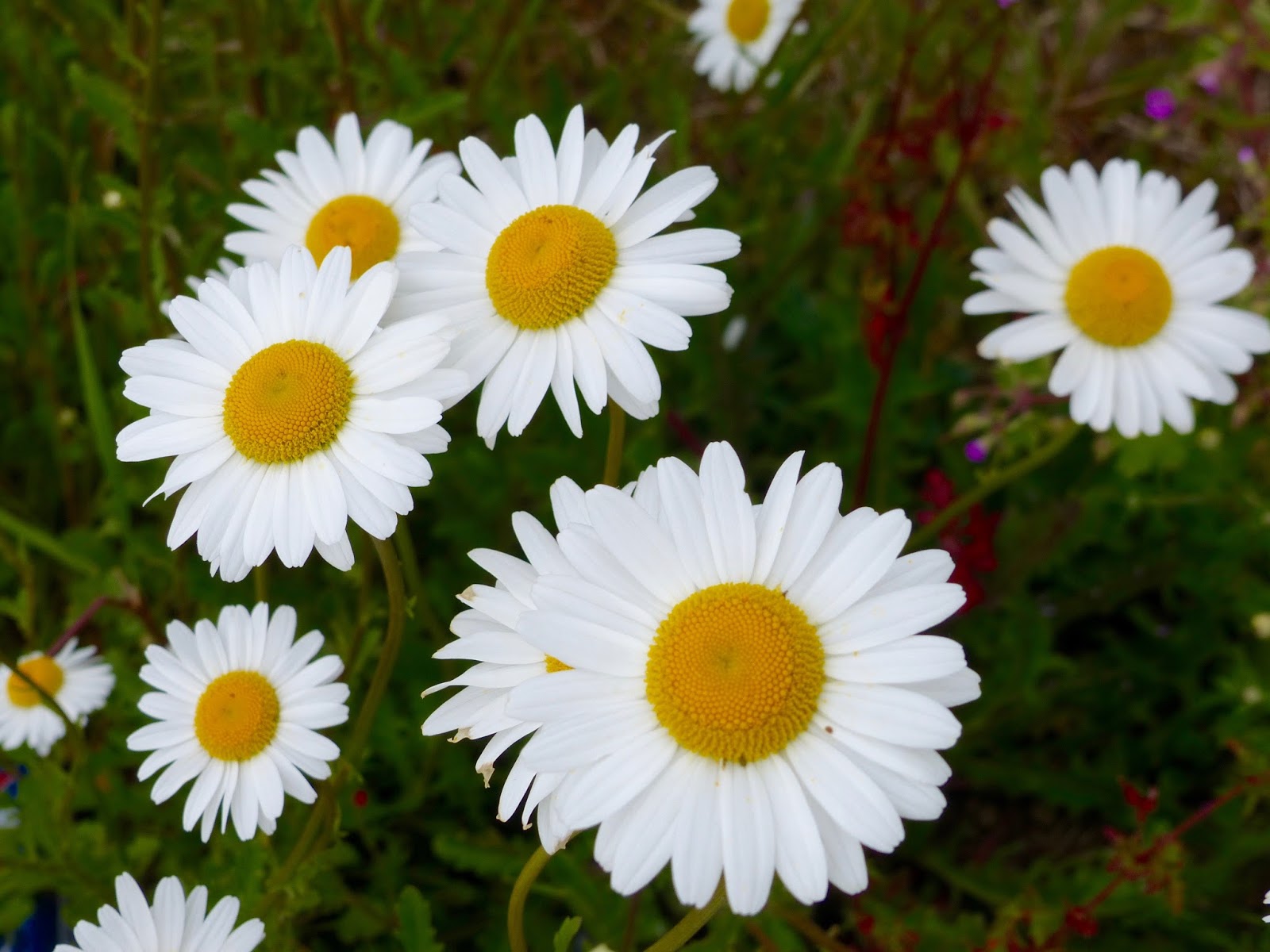 Le retour chez Canelle: Jolies Marguerites