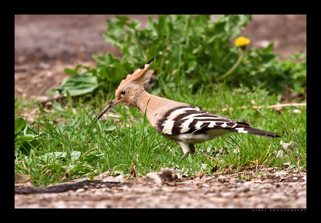 Atrej photography: dudok chochlatý