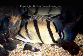 Jenis Ikan Datnoid alias Tigerfish