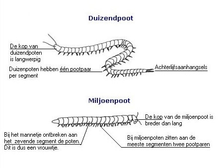 Judy's Dutch Corner: De poten van een duizendpoot