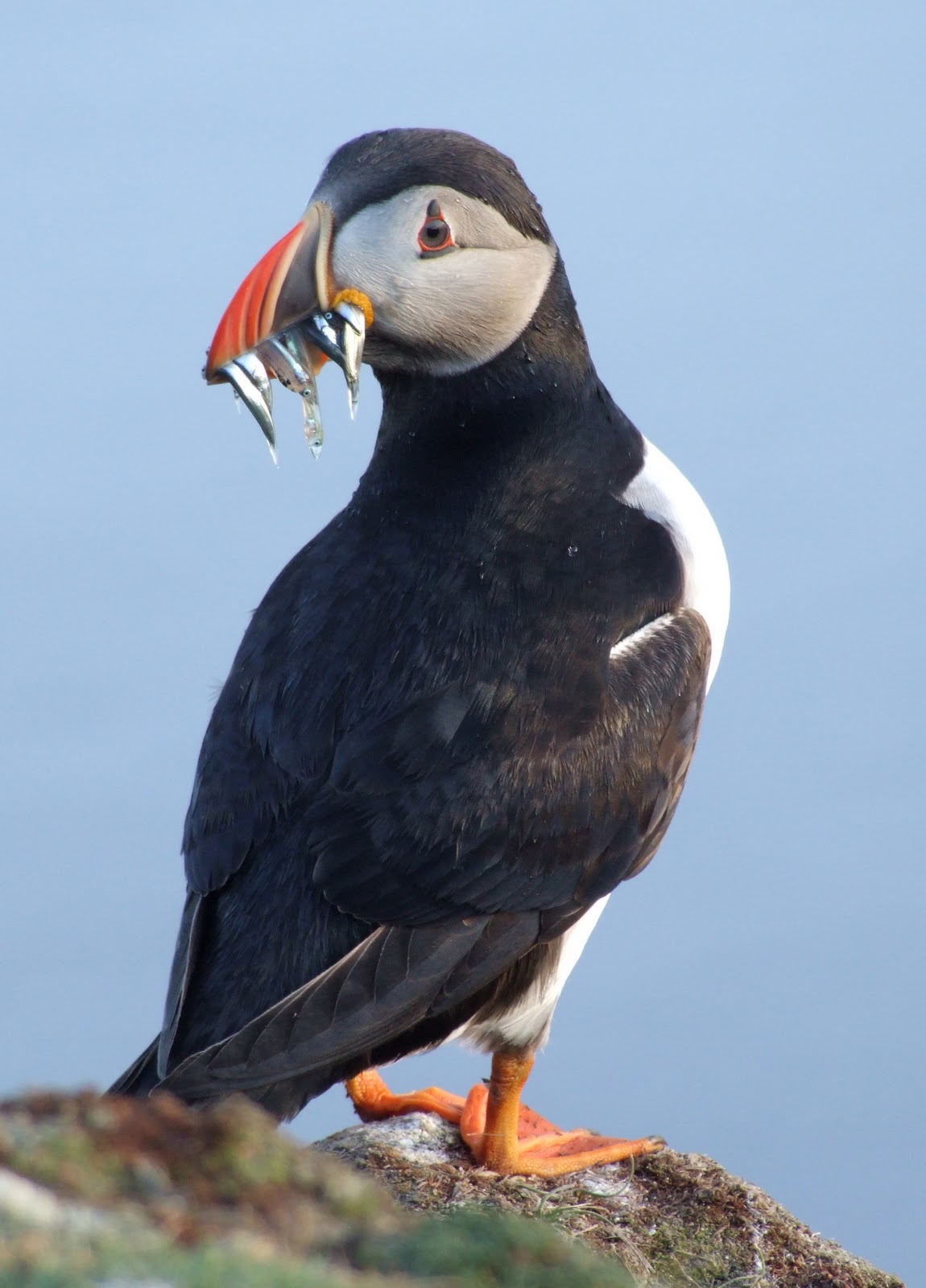 Fair Isle: Atlantic Puffin - fratercula arctica - memories from July 2009