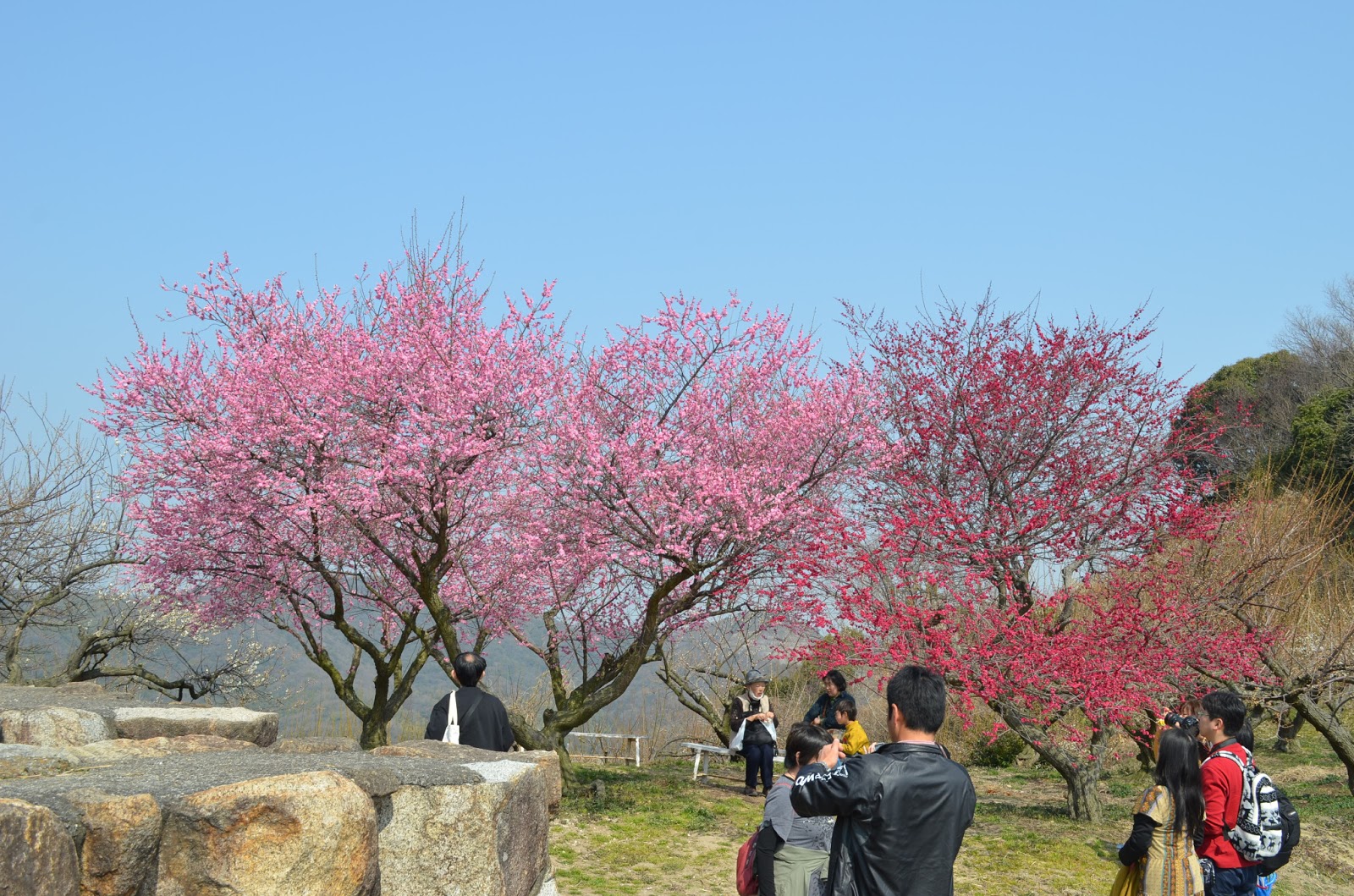 Eldora the Explorer: Plum (ume) tree viewing