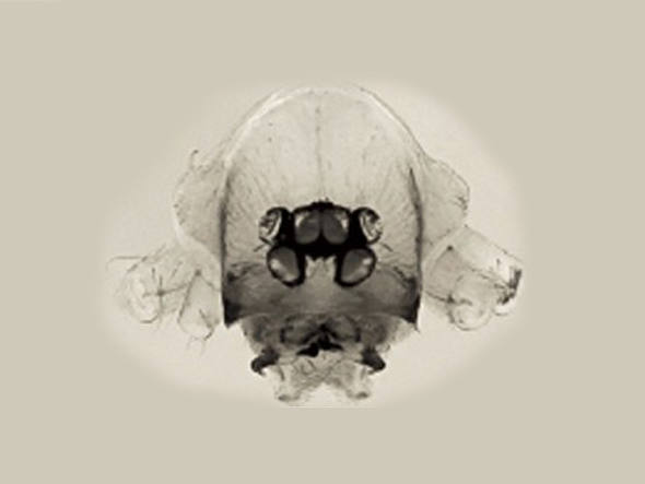 O que aranhas da Mata Atlântica brasileira e o personagem Predador tem ...