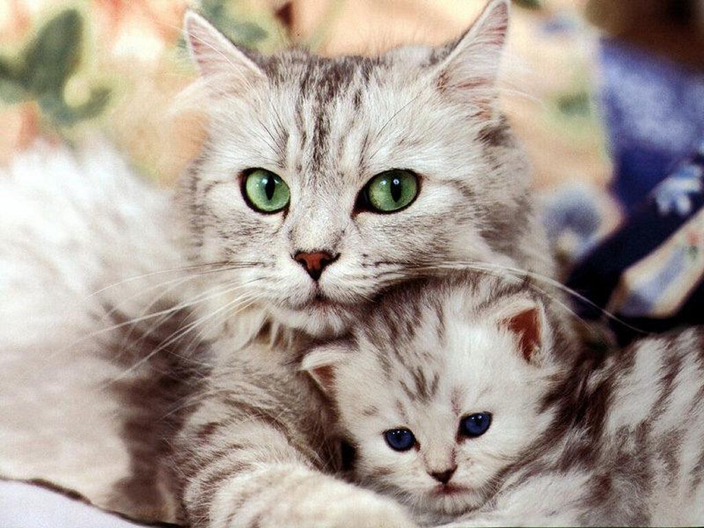 Hermosos y Tiernos Gatos | Fotos e Imágenes en FOTOBLOG X