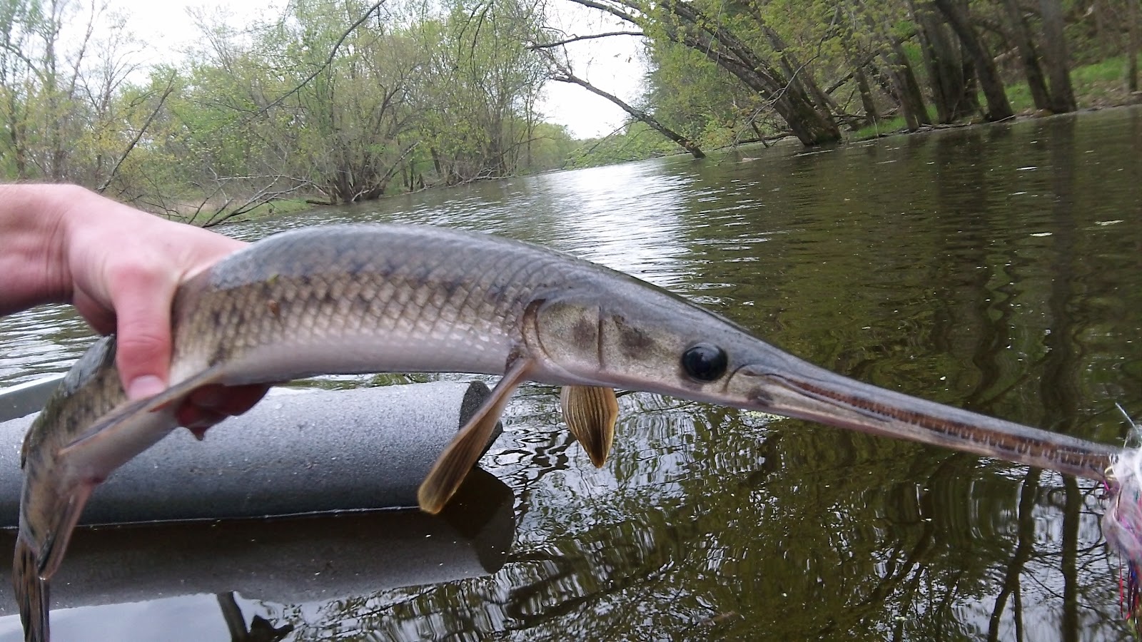 Notes from the Black River: Black River Gar