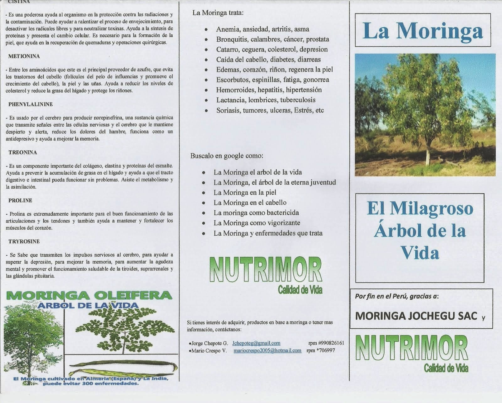 Marketing e Negocios: [GA] Informe de la moringa peru