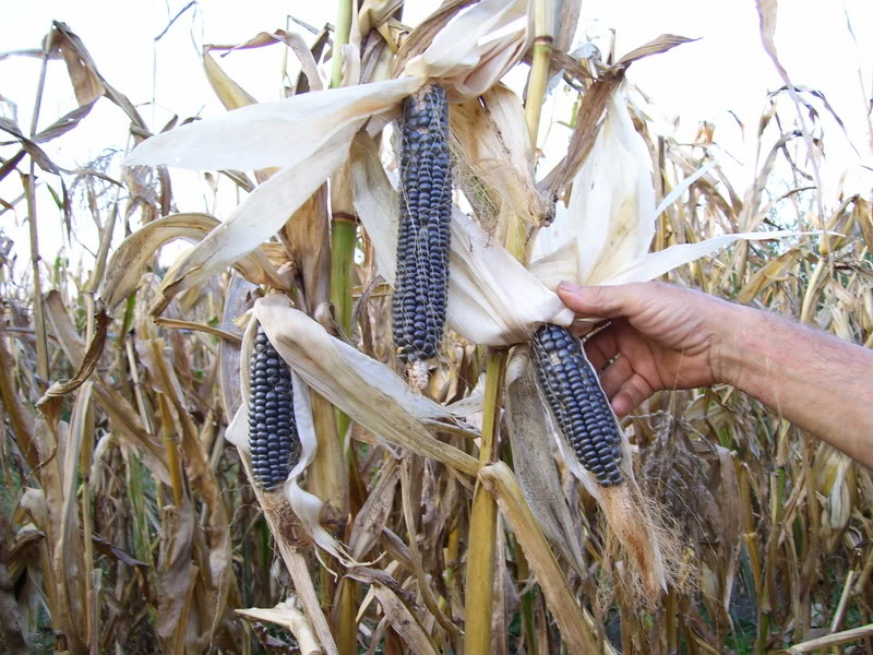 Ponto Om: Você conhece o Milho Azul?