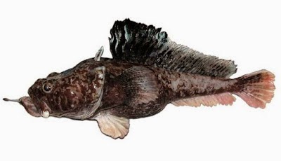 Di Temukan Ikan Aneh Dari Antartika - Dunia Akuarium