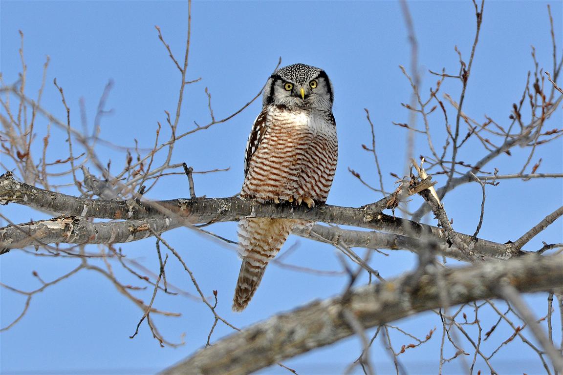 Ottawa Area Birding: Northern Hawk Owl