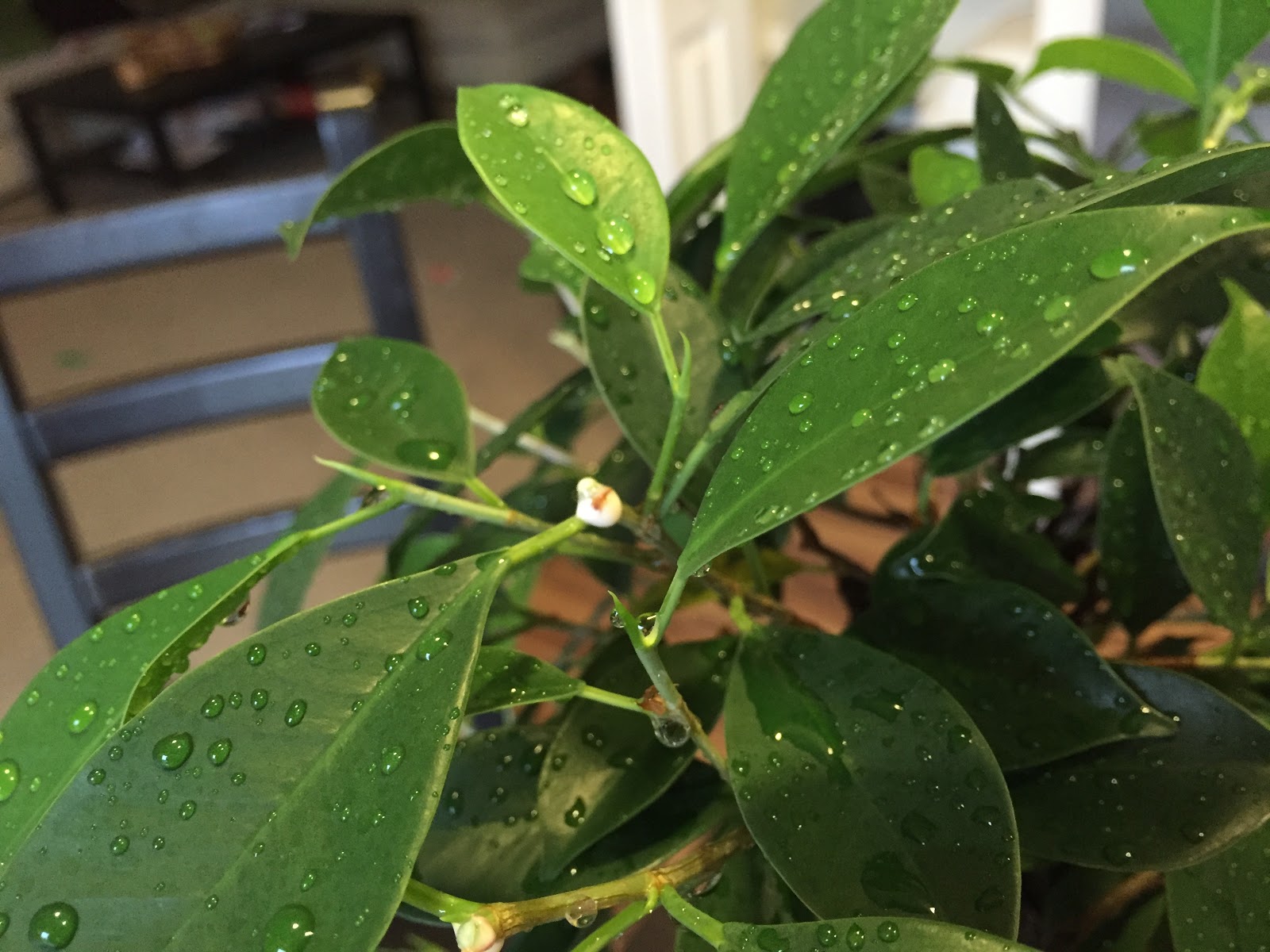 Golden Gate Ficus Trim and Shower [Backyard Neophyte Landscaping Blog]