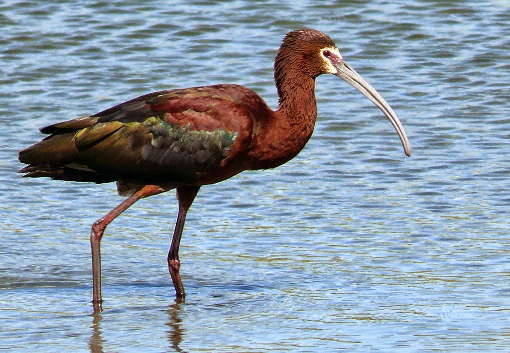 IBIS BIRD photos - wallpapers | the fun bank