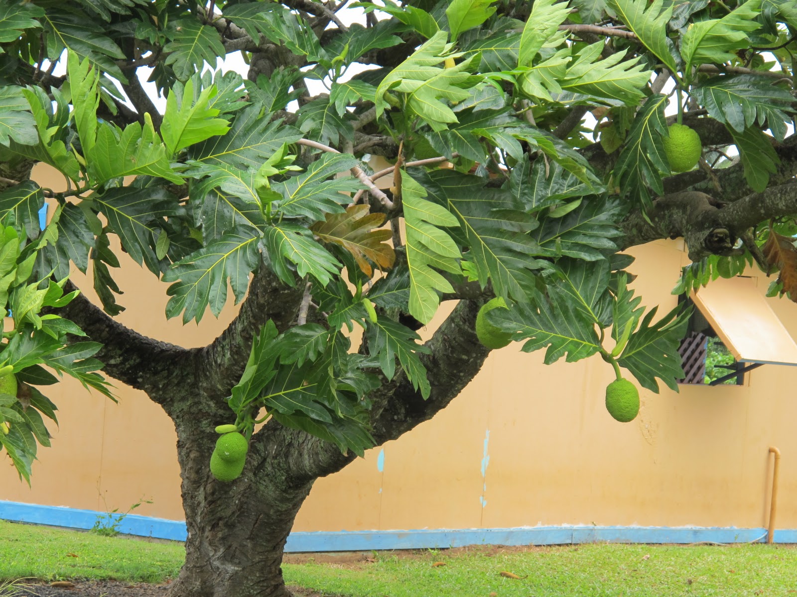 Love Learn Nourish: Cook Islands - Kia orana to fresh island cuisine ...